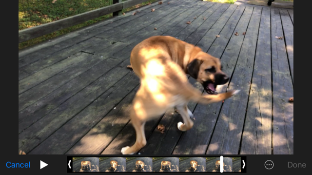 Tail Chasing - This is the Day